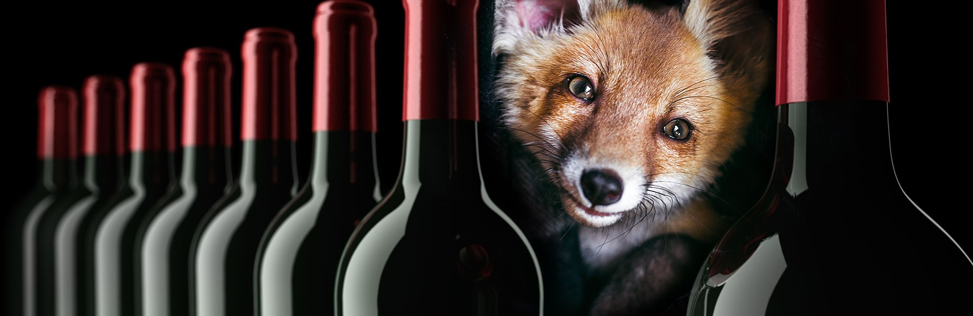 Der Sparfuchs 🍷 Unger Weine